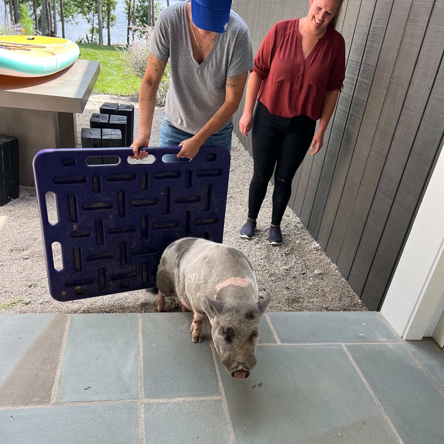 Autumn Acres Mini Pet Pigs