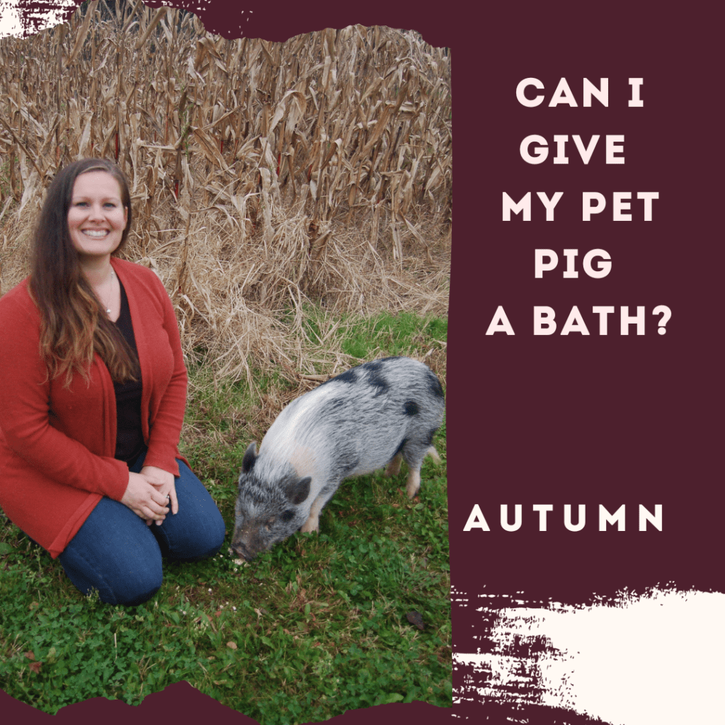 Autumn Acres Mini Pet Pigs