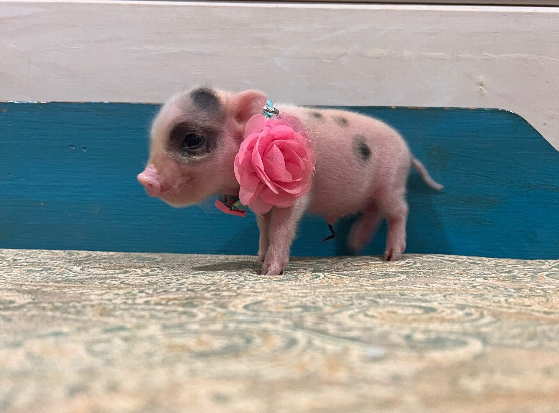 Autumn Acres Mini Pet Pigs
