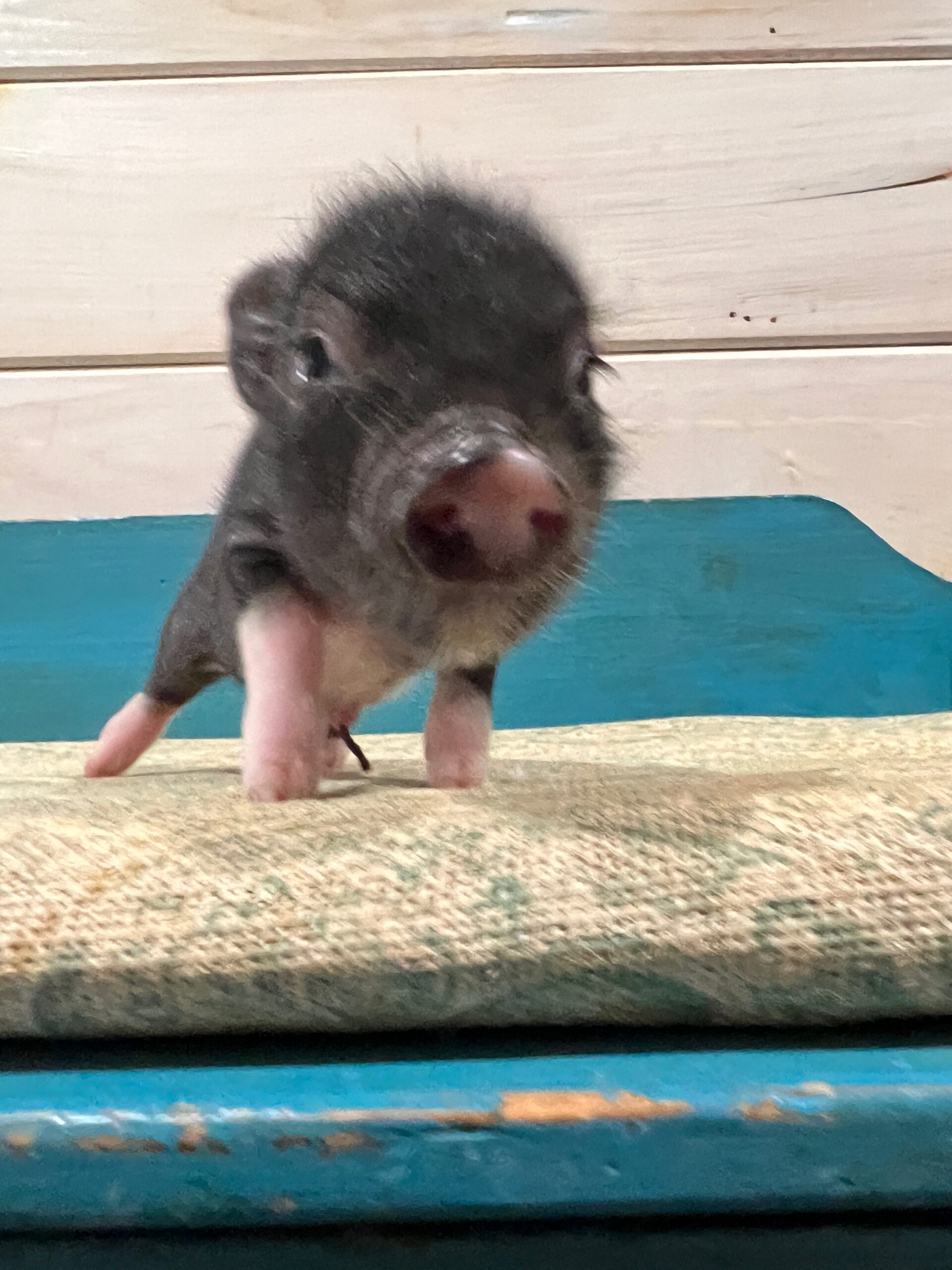Autumn Acres Mini Pet Pigs