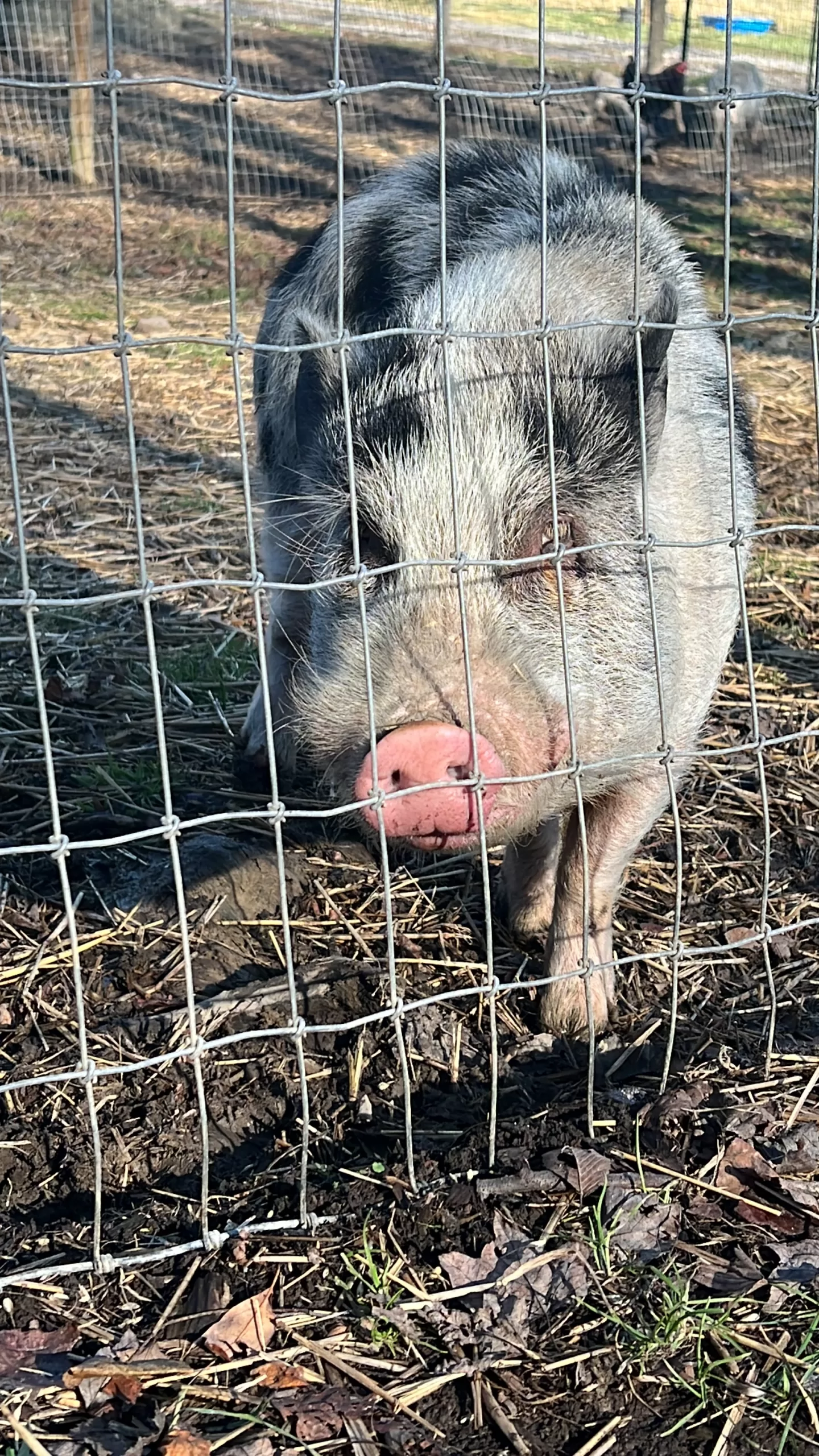Autumn Acres Mini Pet Pigs
